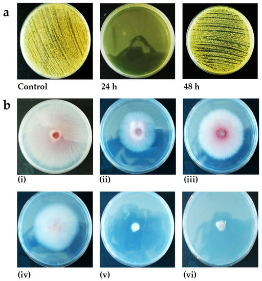 Antimicrobial Volatiles of the Insect Pathogen Metarhizium brunneum