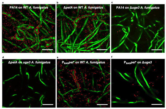 JoF | Free Full-Text | Co-Operative Biofilm Interactions between ...