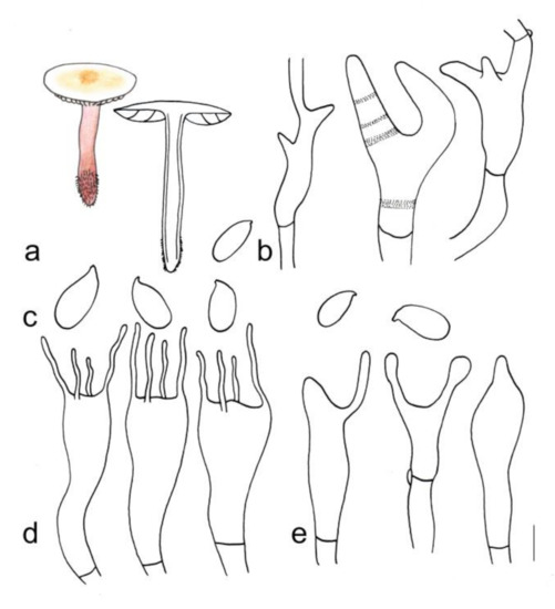 Morphological and Molecular Evidence Reveal Eight New Species of ...
