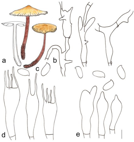 Morphological and Molecular Evidence Reveal Eight New Species of ...