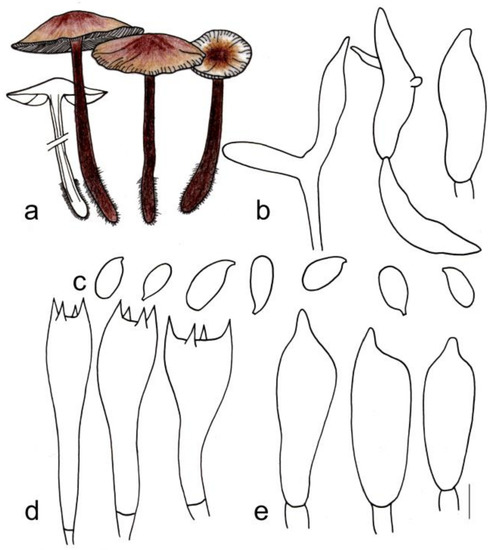 Morphological and Molecular Evidence Reveal Eight New Species of ...