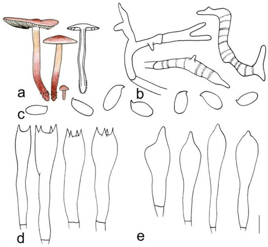 Morphological and Molecular Evidence Reveal Eight New Species of ...