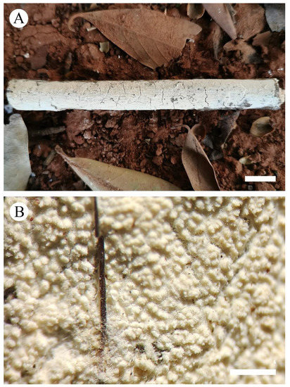 Phylogenetic and Taxonomic Analyses of Three New Wood-Inhabiting Fungi ...