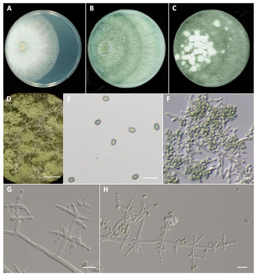 Biocontrol Activity of Trichoderma Species Isolated from Grapevines in ...