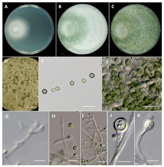 Biocontrol Activity of Trichoderma Species Isolated from Grapevines in ...