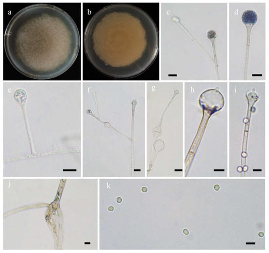 JoF | Free Full-Text | Species Diversity and Ecological Habitat of ...