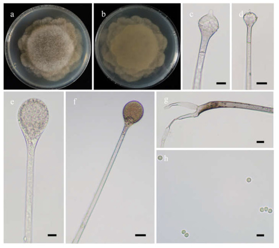 JoF | Free Full-Text | Species Diversity and Ecological Habitat of ...
