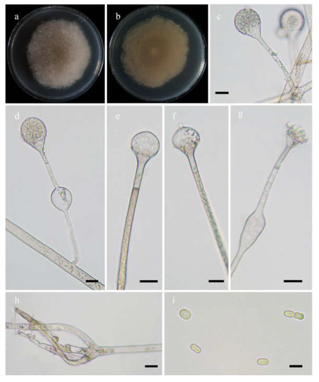 JoF | Free Full-Text | Species Diversity and Ecological Habitat of ...