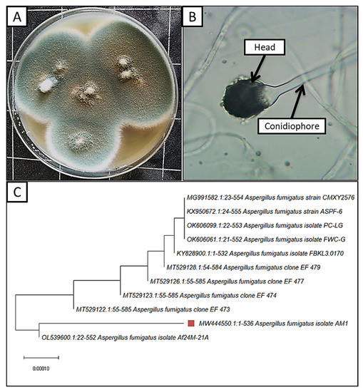Inhibition of Aspergillus flavus Growth and Aflatoxin Production in Zea ...