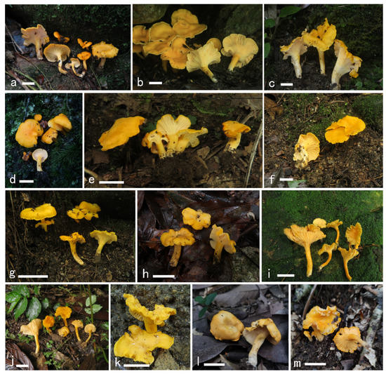 Diversity of Cantharellus (Cantharellales, Basidiomycota) in China with ...