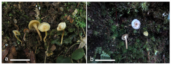 Diversity of Cantharellus (Cantharellales, Basidiomycota) in China with ...