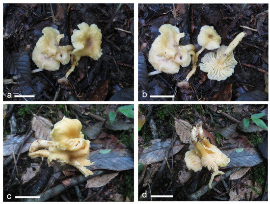 Diversity of Cantharellus (Cantharellales, Basidiomycota) in China with ...