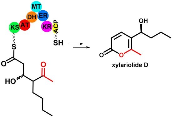 JoF | Free Full-Text | Biosynthesis of Xylariolide D in Penicillium ...