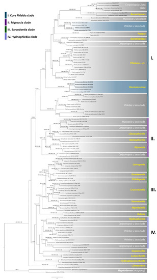 Taxonomy and Phylogeny of Meruliaceae with Descriptions of Two New ...