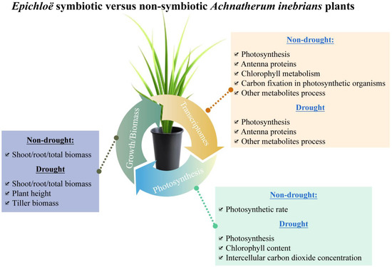 Vertically Transmitted Epichloë Systemic Endophyte Enhances Drought ...