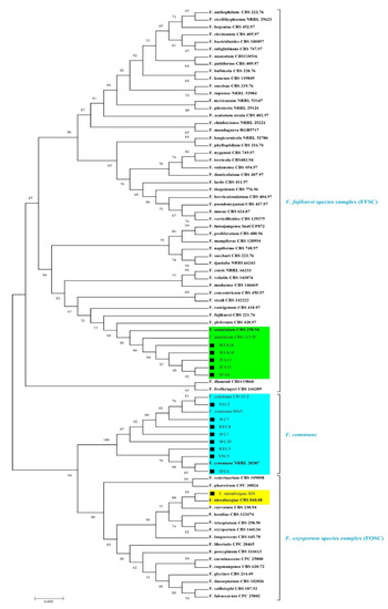 Molecular and Pathogenic Characterization of Fusarium Species ...