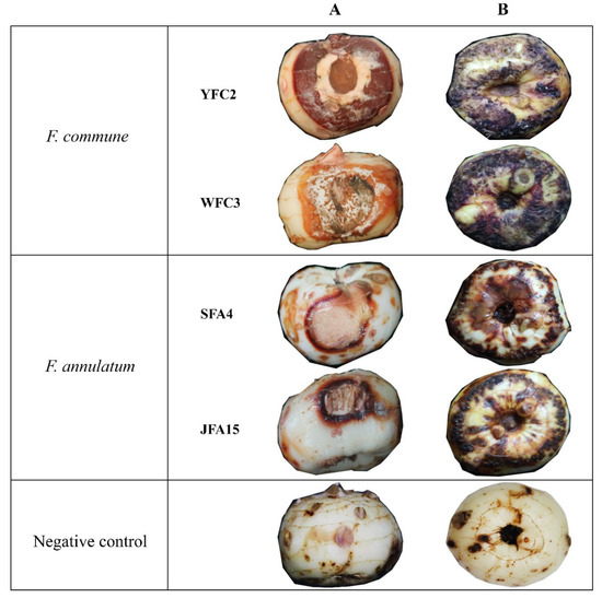 Molecular and Pathogenic Characterization of Fusarium Species ...