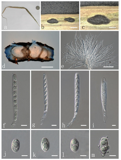 Taxonomy, Phylogenetic and Ancestral Area Reconstruction in Phyllachora ...