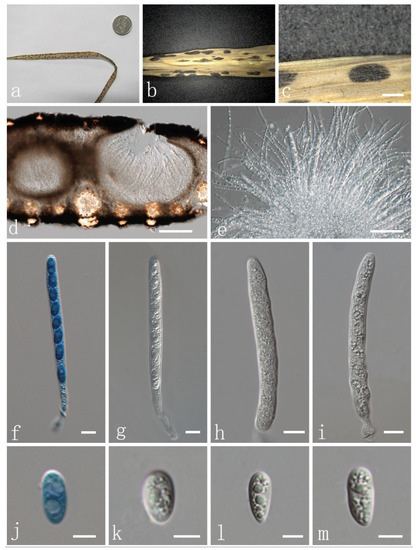Taxonomy, Phylogenetic and Ancestral Area Reconstruction in Phyllachora ...