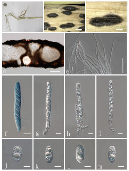Taxonomy, Phylogenetic and Ancestral Area Reconstruction in Phyllachora ...