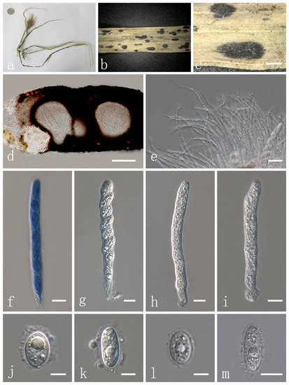 Taxonomy, Phylogenetic and Ancestral Area Reconstruction in Phyllachora ...