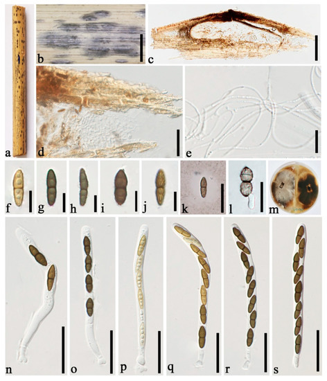 Taxonomic and Phylogenetic Characterizations Reveal Four New Species ...