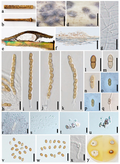Taxonomic and Phylogenetic Characterizations Reveal Four New Species ...