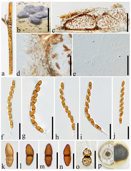 Taxonomic and Phylogenetic Characterizations Reveal Four New Species ...