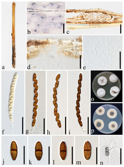 Taxonomic and Phylogenetic Characterizations Reveal Four New Species ...