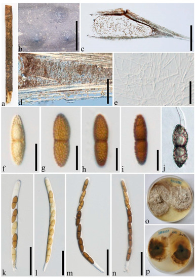Taxonomic and Phylogenetic Characterizations Reveal Four New Species ...