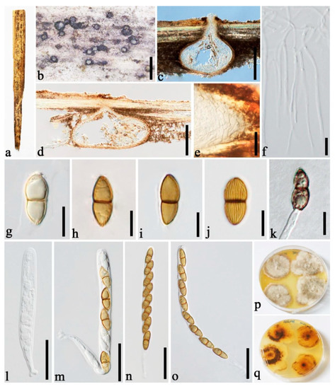 Taxonomic and Phylogenetic Characterizations Reveal Four New Species ...