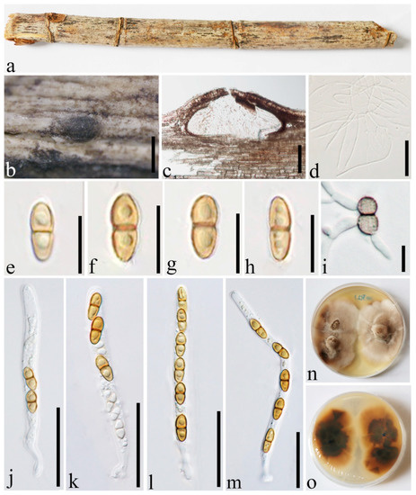 Taxonomic and Phylogenetic Characterizations Reveal Four New Species ...