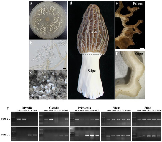 Mating-Type Genes Play an Important Role in Fruiting Body Development ...