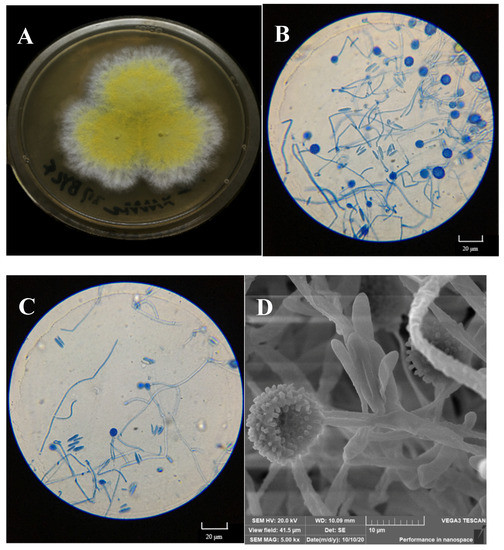 Fungus–Fungus Association of Boletus griseus and Hypomyces ...