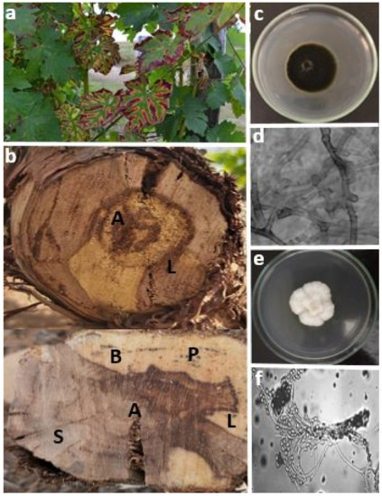 A Panoramic View on Grapevine Trunk Diseases Threats: Case of Eutypa ...