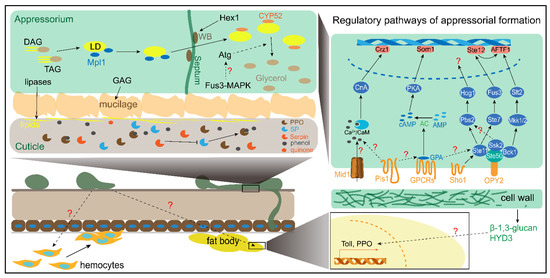 Host–Pathogen Interactions between Metarhizium spp. and Locusts