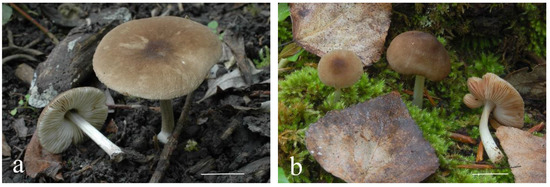 Pluteus insidiosus Complex, Four New Species Described and Pluteus ...