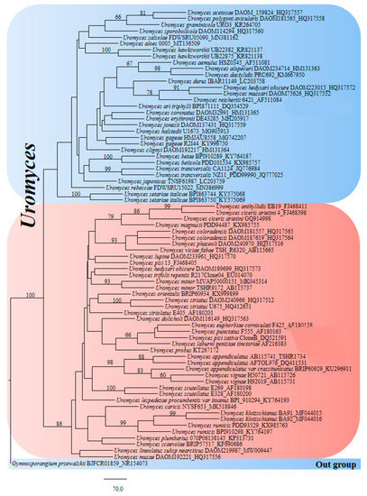 A Global Overview of Diversity and Phylogeny of the Rust Genus Uromyces