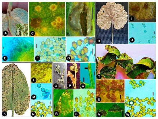 A Global Overview of Diversity and Phylogeny of the Rust Genus Uromyces