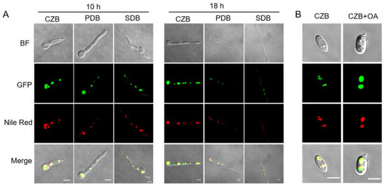 A Perilipin Affects Lipid Droplet Homeostasis and Aerial Hyphal Growth ...