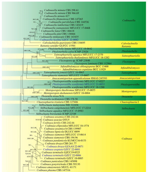 JoF | Free Full-Text | Morphological and Phylogenetic Analyses Reveal Five New Species in ...