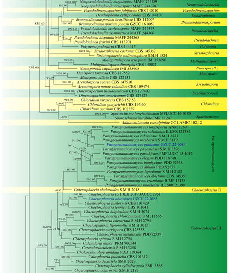 JoF | Free Full-Text | Morphological and Phylogenetic Analyses Reveal Five New Species in ...