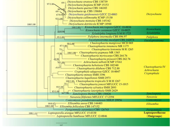 JoF | Free Full-Text | Morphological and Phylogenetic Analyses Reveal Five New Species in ...