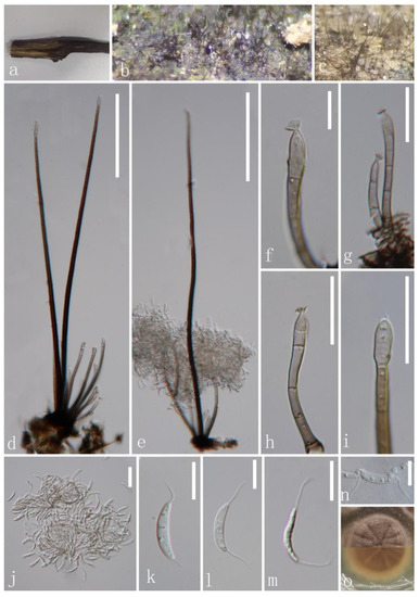 JoF | Free Full-Text | Morphological and Phylogenetic Analyses Reveal Five New Species in ...