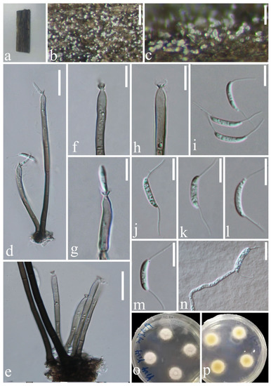 JoF | Free Full-Text | Morphological and Phylogenetic Analyses Reveal Five New Species in ...