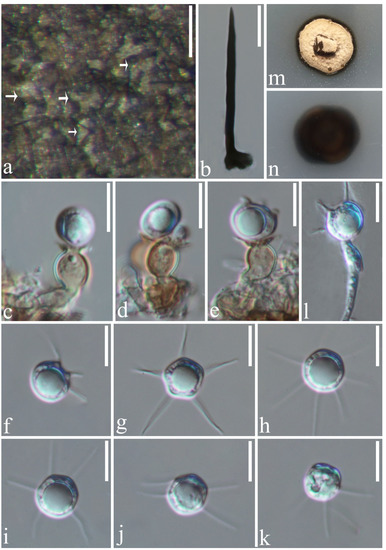 JoF | Free Full-Text | Morphological and Phylogenetic Analyses Reveal Five New Species in ...