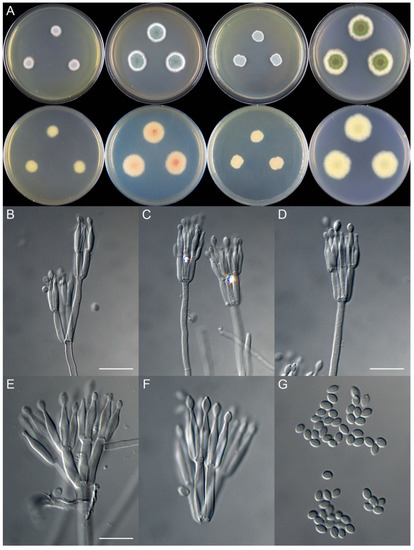 New Species of Talaromyces (Trichocomaceae, Eurotiales) from ...