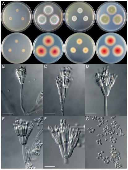 New Species of Talaromyces (Trichocomaceae, Eurotiales) from ...