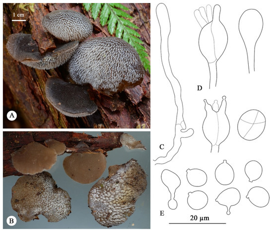 Phylogeny and Diversity of the Genus Pseudohydnum (Auriculariales ...
