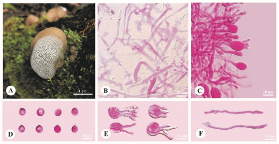 Phylogeny and Diversity of the Genus Pseudohydnum (Auriculariales ...